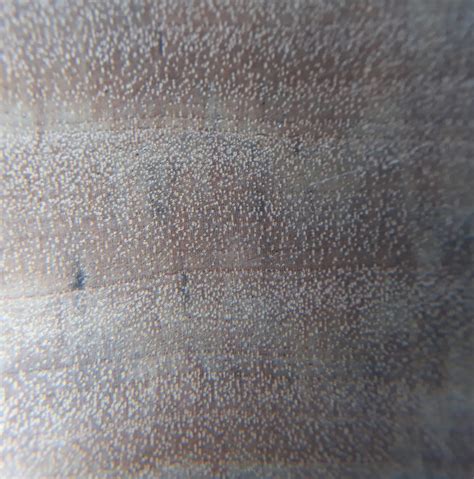 Red Maple The Wood Database Hardwood