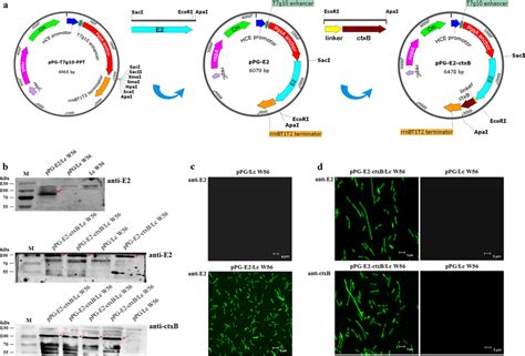 Construction Of The Recombinant Lactobacillus Strains And Download
