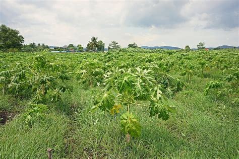 Premium Photo Weed Infested In Papaya Field Crop Management