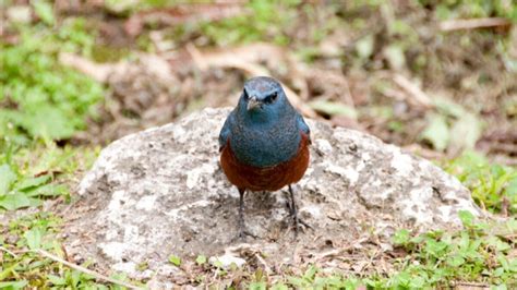 5 Things About The 1st Us Blue Rock Thrush Oregon Sighting That