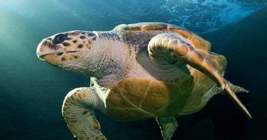 Incredible Journey Loggerhead Turtle Released From Years In Captivity Swims Km To