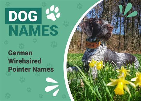 160 Popular And Unique German Wirehaired Pointer Names Dogster 160 Popular And Unique German Wirehaired Pointer Names Dogster