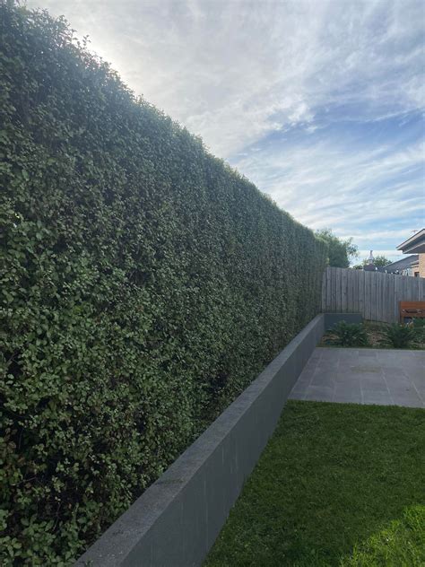 hedging gardenworx