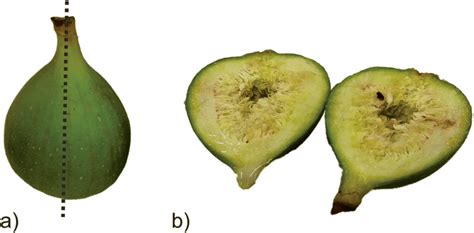 Representation Of The Experimental Configuration Of Green Fig Samples Download Scientific