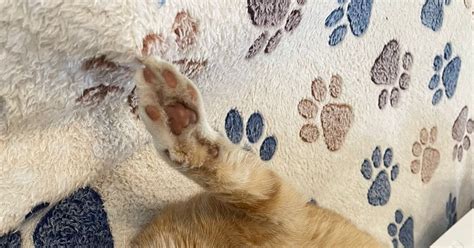 Котик спит | Пикабу