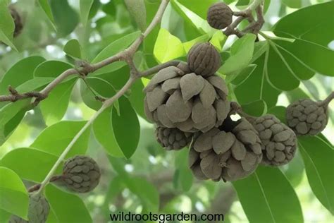 A Comprehensive Guide To Identifying Acorn