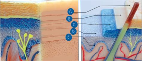 Anatomy And Physiology Lab 1 Quiz 2 Flashcards Quizlet