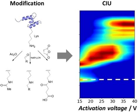 Combined Chemical Modification And Collision Induced Unfolding Using Native Ion Mobility‐mass