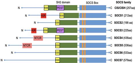 Frontiers Socs Jak Stat Inhibitors And Socs Mimetics As 57 Off