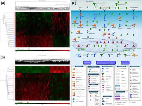 Heatmaps And A Representative Enriched Pathway Of The Differentially Download Scientific