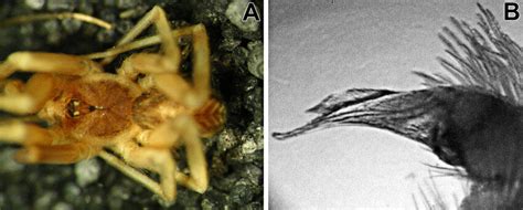 Labahitha Gibsonhilli Savory 1943 ♂ Am A Habitus Dorsal B Download Scientific