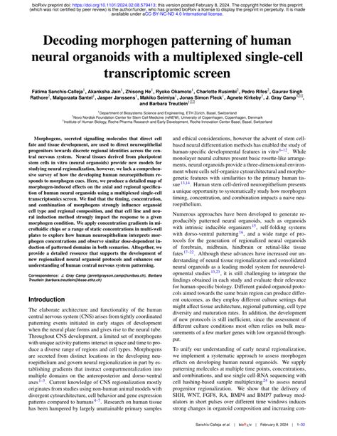 Pdf Decoding Morphogen Patterning Of Human Neural Organoids With A