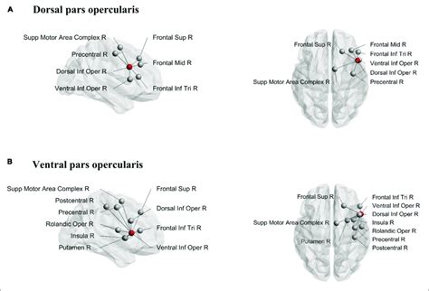Structural Connections From Dorsal Pars Opercularis A And Ventral Download Scientific