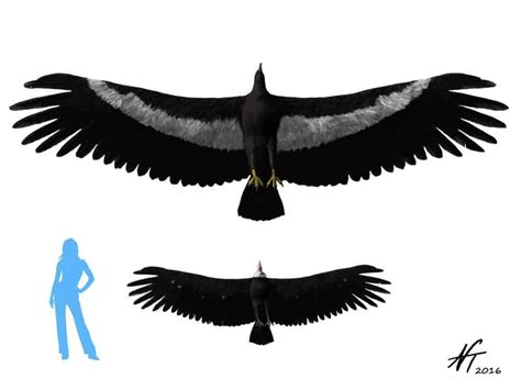 Argentavis Facts And Pictures