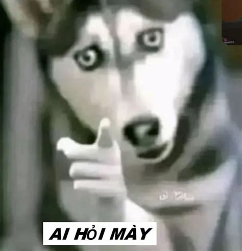 Meme Ai Hỏi Top Ảnh Chế Sassy Viral 🤷