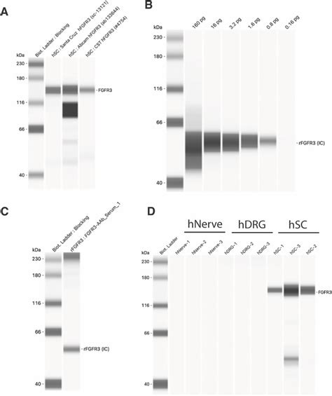 Expression Of Fibroblast Growth Factor Receptor 3 Fgfr3 In The Human Peripheral Nervous System