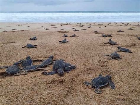 turtle beach java jakarta expats travel