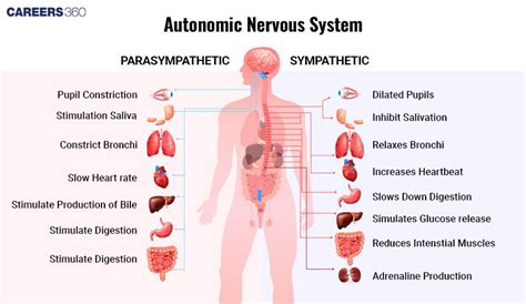 Autonomic Nervous System Anatomy Function And Disorders