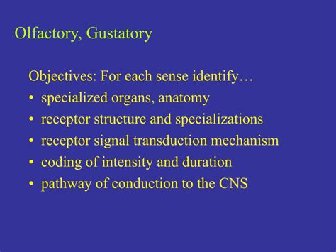 Ppt Olfactory Gustatory Powerpoint Presentation Free Download Id
