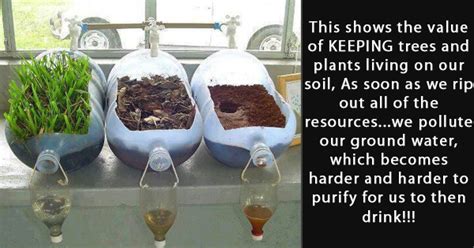 Can Trees Clean Up Ground Water Check This Experiment Blog Nurserylive Com Gardening In