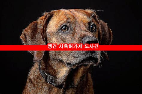 맹견 사육허가제 도사견 핏불테리어 로트와일러