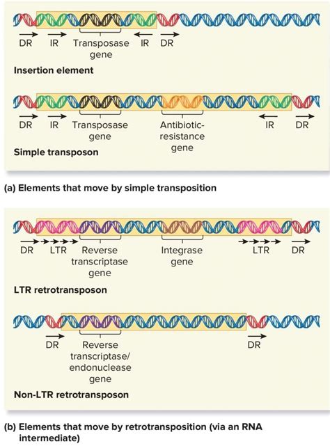 Common Organization Of Dna Sequences In Transposable Elements ‼️ Direct Repeats Drs Are
