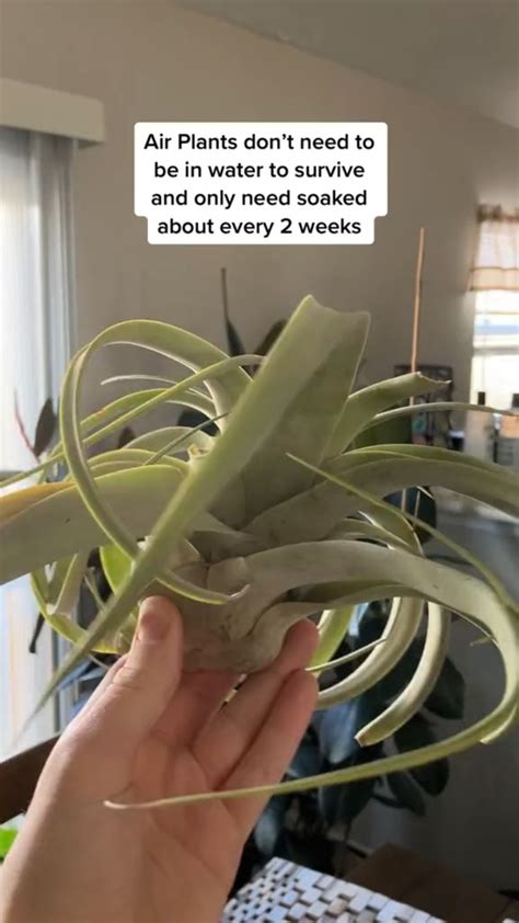 What Is A Plant That Never Dies At Debra Barton Blog