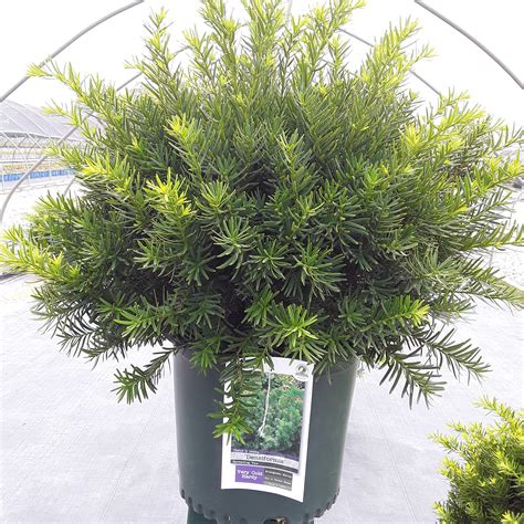 Densiformis Spreading Yew Grown By Overdevest