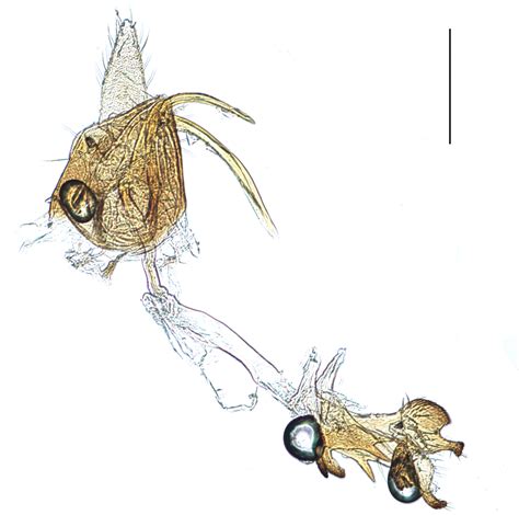 Pensoft Writing Tool