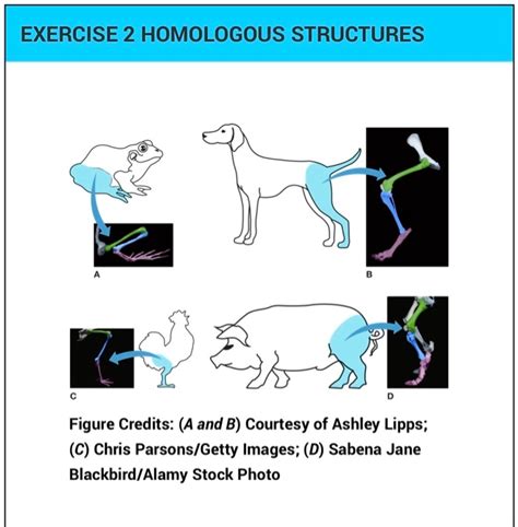 Solved Exercise 2 Homologous Structures Figure Credits A And B Courtesy Of Ashley Lipps C