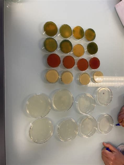 Analyse Dune Eau Contaminée Par Les Terminales Laboratoire Kerustum