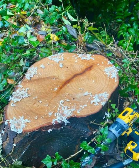 Tree Trunk Treatment Using Eco Plugs Elm Landscaping