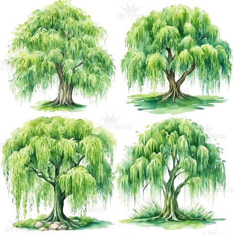 Watercolor Weeping Willow Tree Clipart Png Willow Tree Graphics