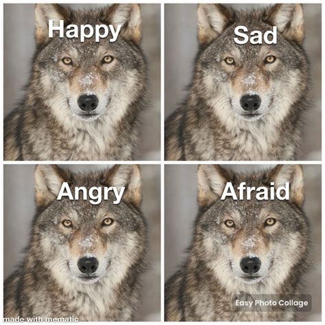 patrick fletchall on linkedin wolves evolution robots robotdesign