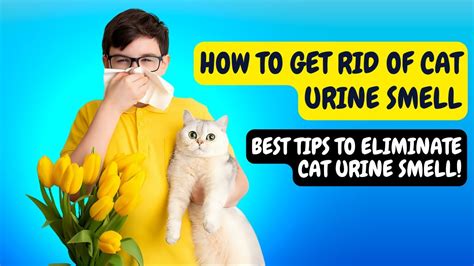 How to Get Rid of Cat Urine Smell: Top Tips and Tricks - YouTube