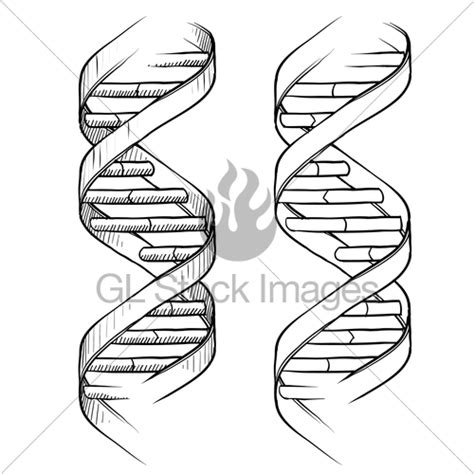Dna Double Helix Drawing At PaintingValley Com Explore Collection Of Dna Double Helix Drawing