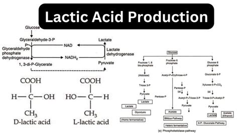 Lactic Acid Production Biology Notes Online