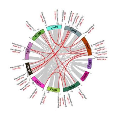 Schematic Representation Of The Inter Chromosomal Relationships Among