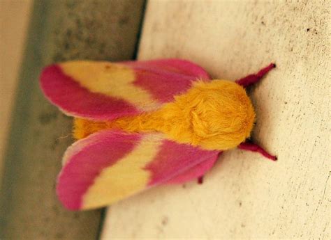 Scienceyoucanlove The Rosy Maple Moth Dryocampa Rubicunda With Its