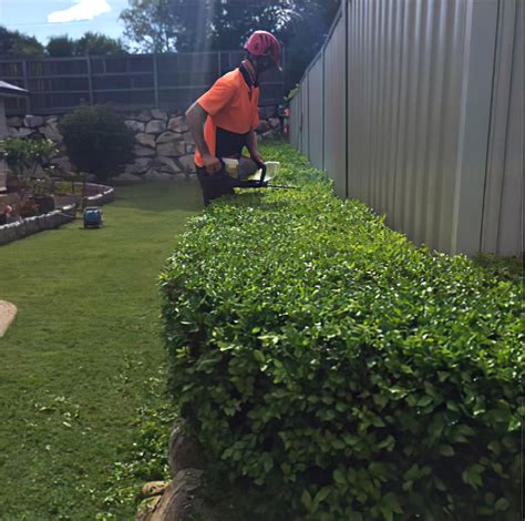 JL Tree Services Tree Cutting Tree Removal Services Pruning Hedging Stump Grinding