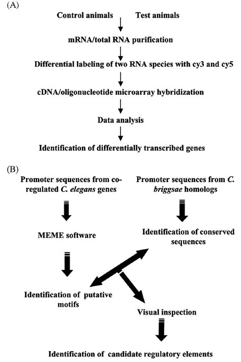 an experimental scheme for microarray experiments a a flow for a