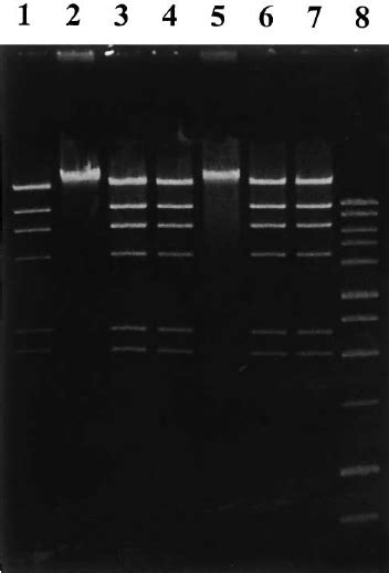 restriction enzyme digestion patterns of lambda dna download