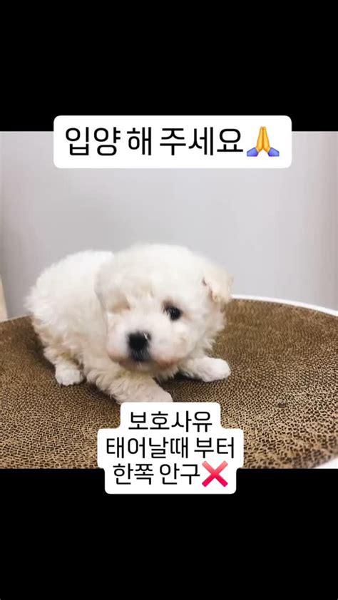 다온 입양센터 🩵 강아지무료분양 고양이무료분양 강아지무료파양 고양이무료파양 강아지무료입양 고양이무료입양 부산센터 안녕하세요 다온 입양센터입니다 비숑 2개월