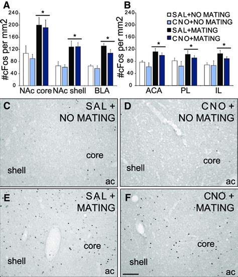 Cno Did Not Affect Mating Induced Cfos In Vta Projection Areas A B Download Scientific