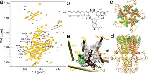 Structural Elucidation Of Ivermectin Binding To α7nachr And The Induced