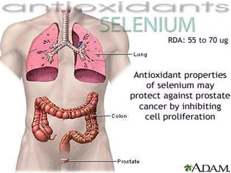 Selenium Metabolism Pptx
