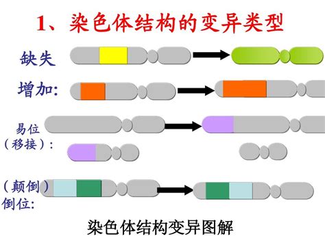 高中生物必修二第2节 染色体变异 人教版word文档在线阅读与下载无忧文档