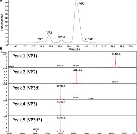 Vp1 Vp2 And Vp3 Of Aav9 Isolation By Hplc With The Rp Method And Mass