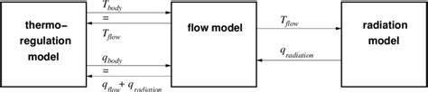 Coupling Of The Flow Model With The Thermoregulation Model And The