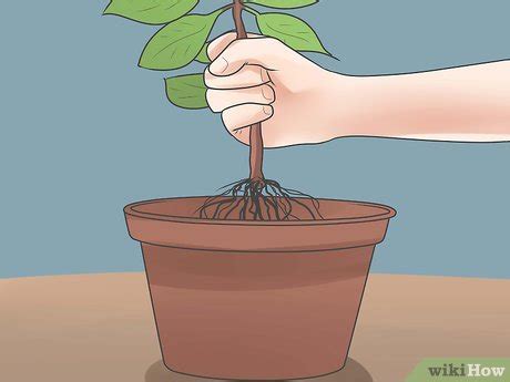 How To Use Your Compost 7 Steps With Pictures WikiHow Life